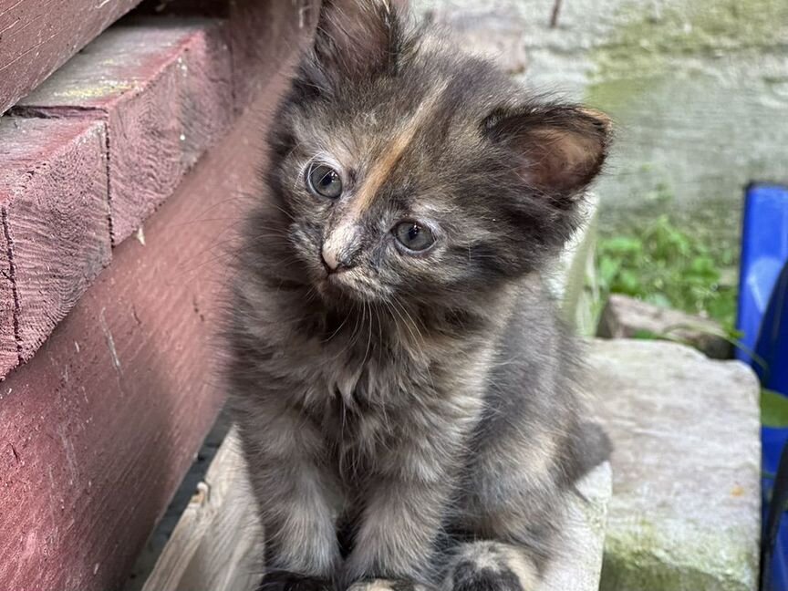 Котята в добрые руки бесплатно