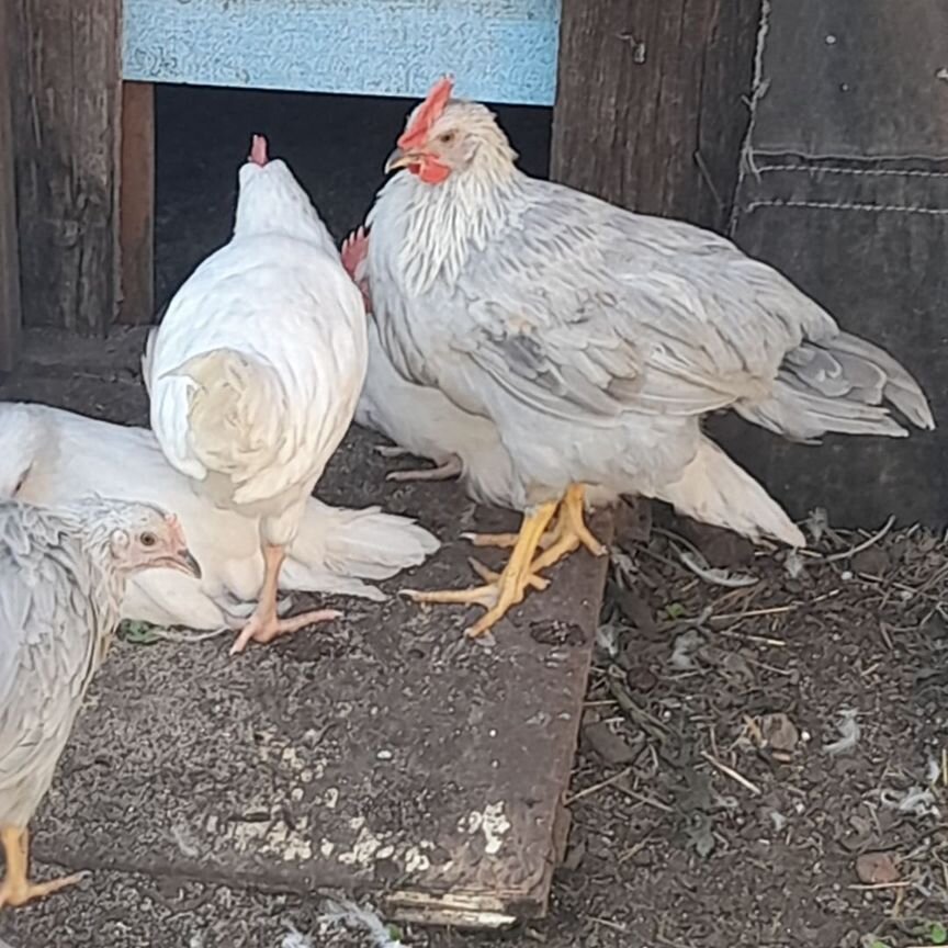 Молодые петушки