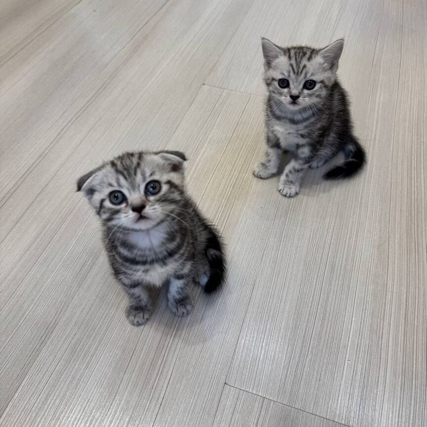 Шотландские вислоухие котята