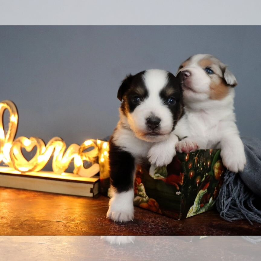 Австралийская овчарка, щенки аусси