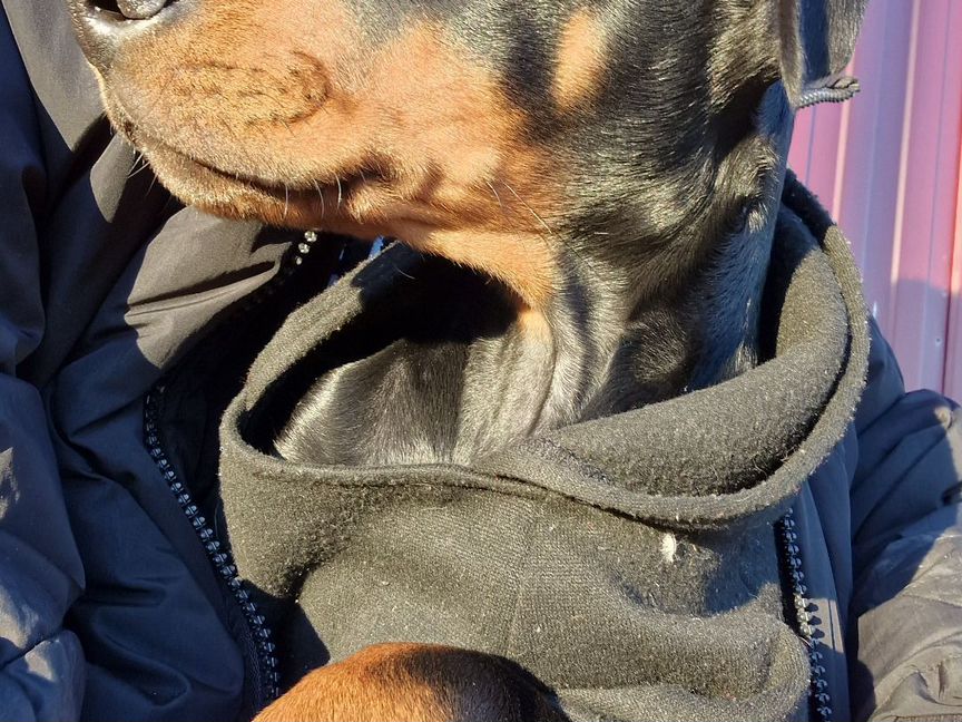 Щенки добермана