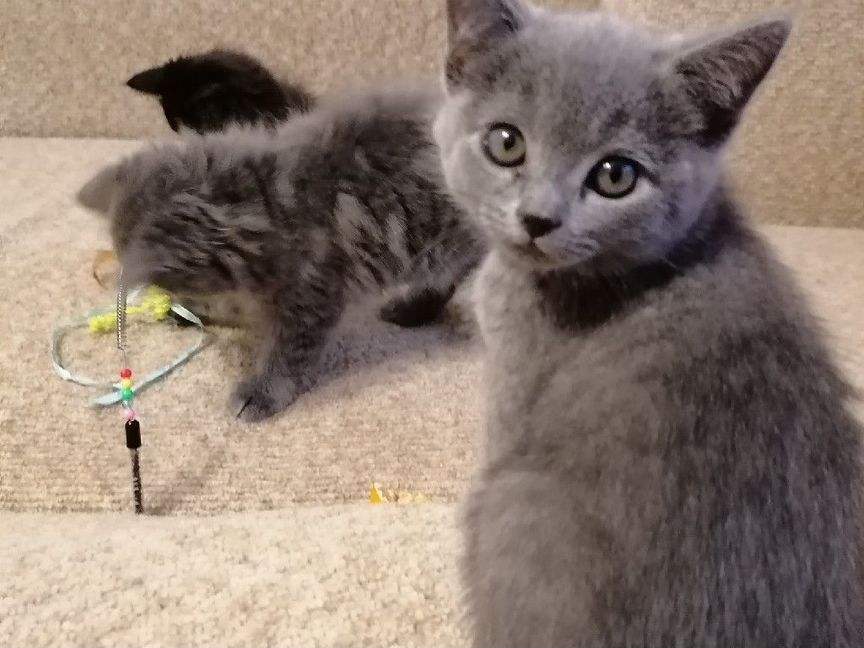 Русская голубая