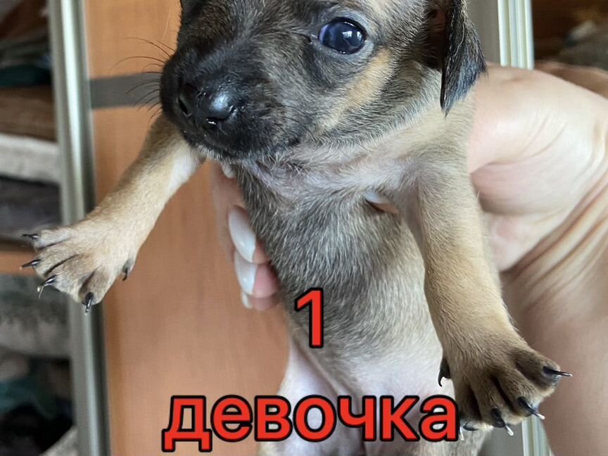 Мини той-терьер щенки