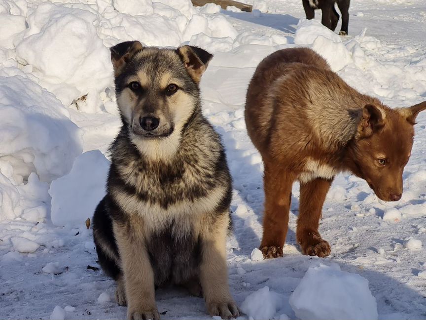 Щенок для самого доброго хозяина