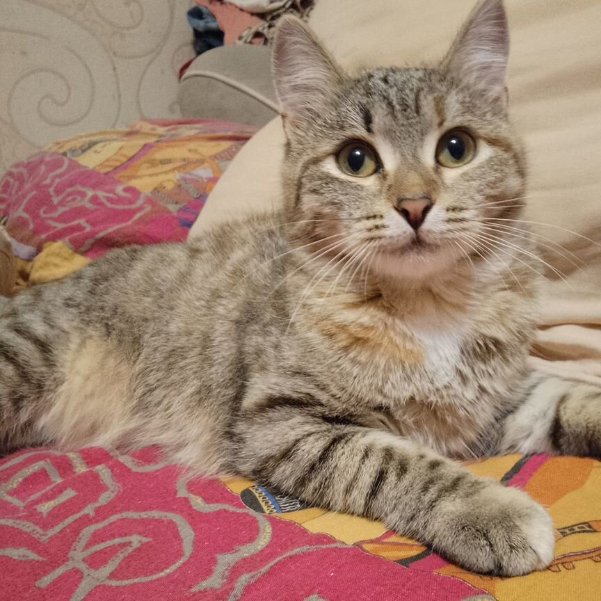 Отдам кошку в добрые руки