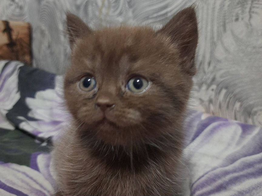 Британские котята