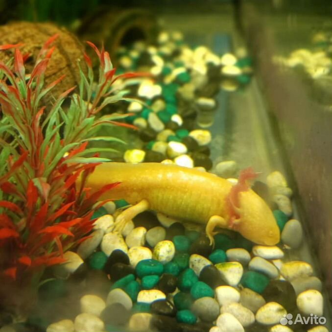 Аксолотль жёлтый