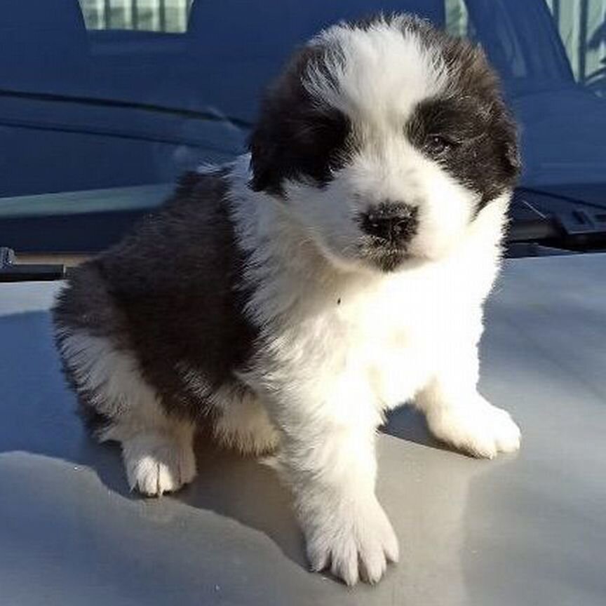 Щенки Московской сторожевой