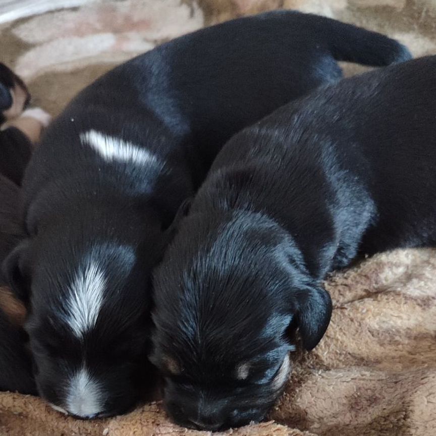 Американский кокер-спаниель, щенок