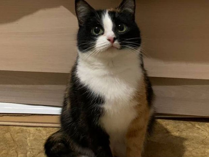 Кошечка (богатка)