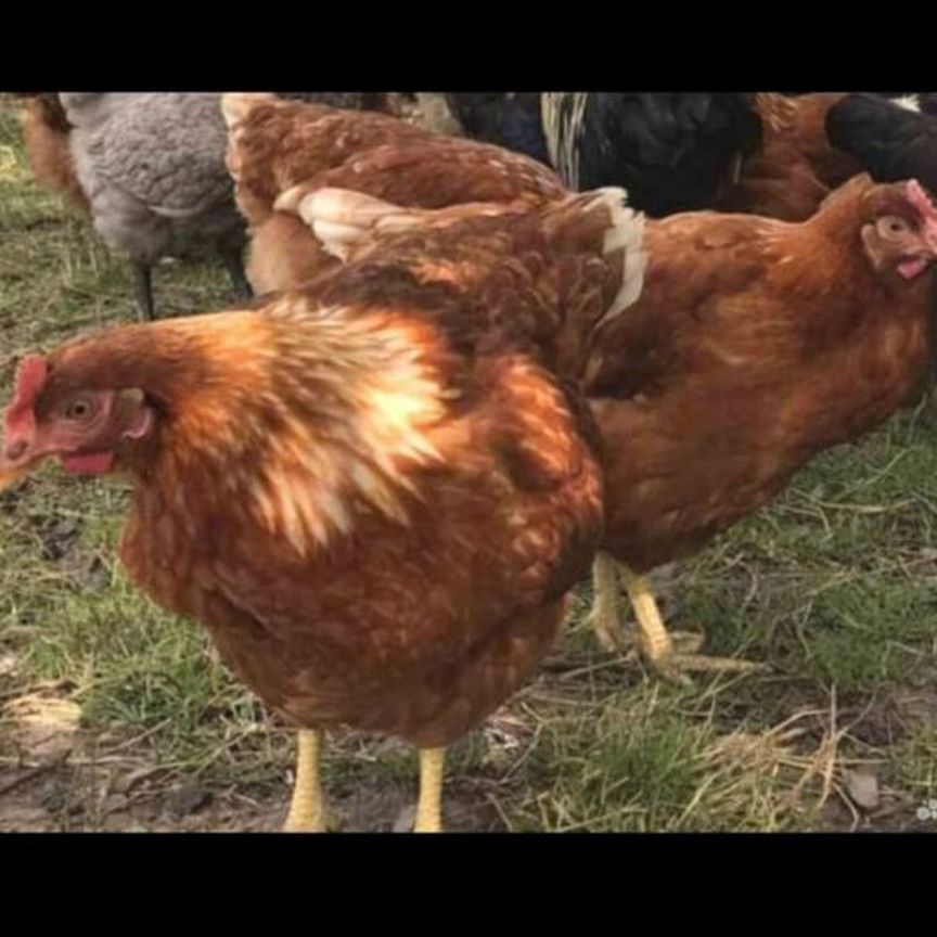 Куры несушки