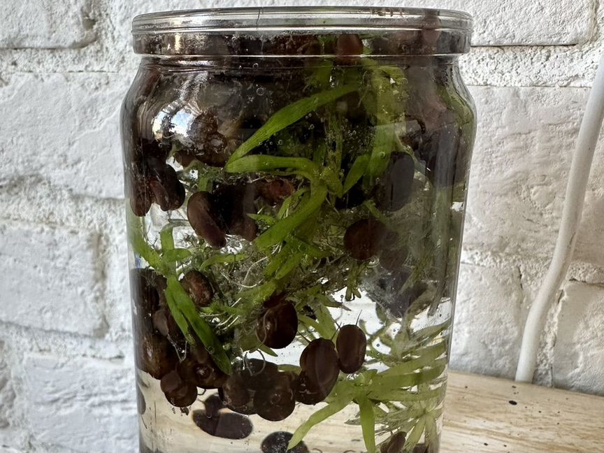 Улитки аквариумные