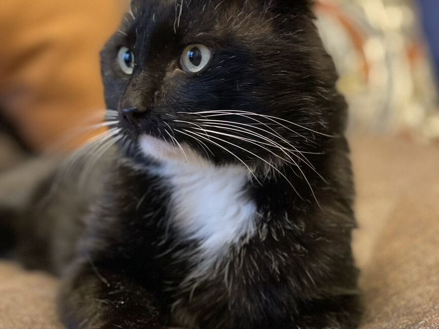 Кошка