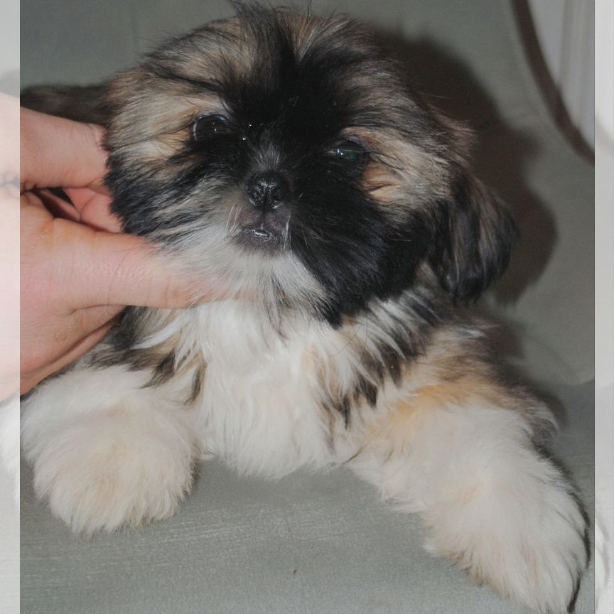 Ши-тцу, щенок