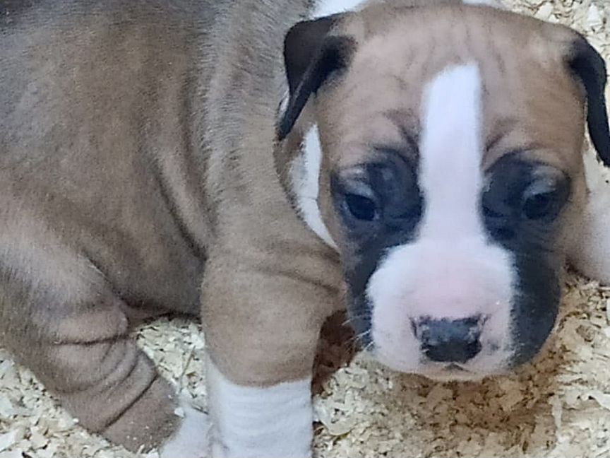 Стаффордширский терьер щенки РКФ