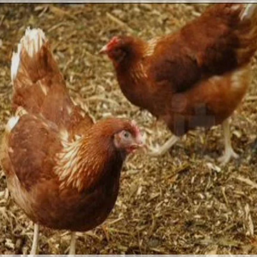 Куры несушки продам