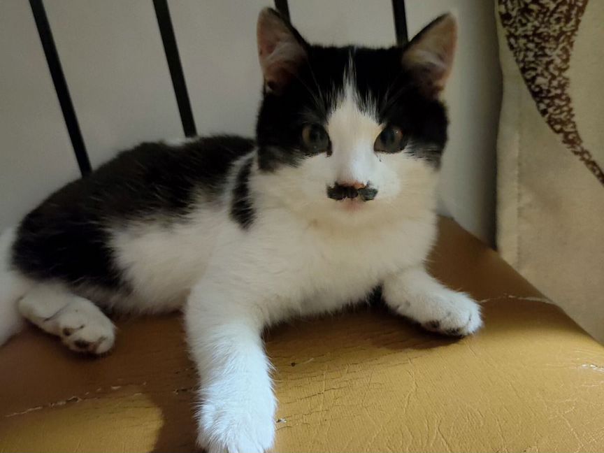 Котята в добрые ручки