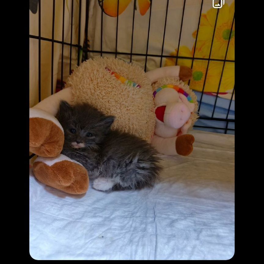 Котёнок в добрые руки, бесплатно