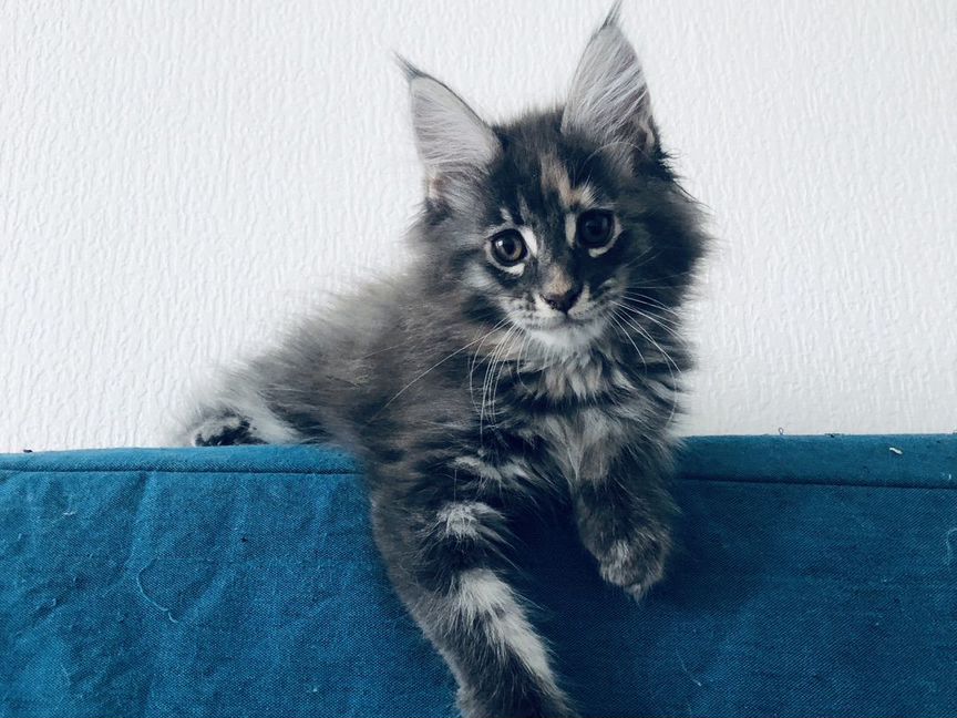 Котята мейн-кун красивая девочка