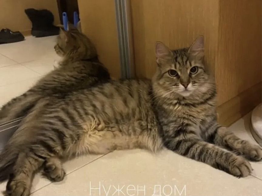 Котенок с тяжелой судьбой