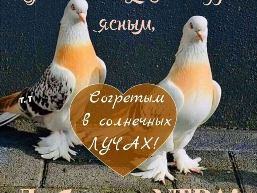 Бакинские голуби
