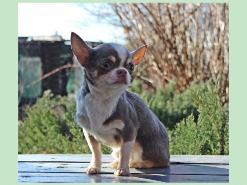 Кобель лиловый на вязку