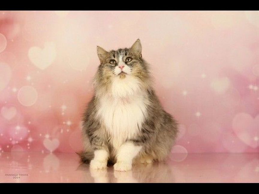 Кошка стерилизованная в добрые руки