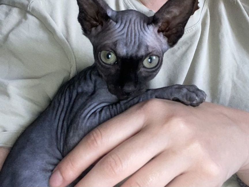 Канадский сфинкс котёнок