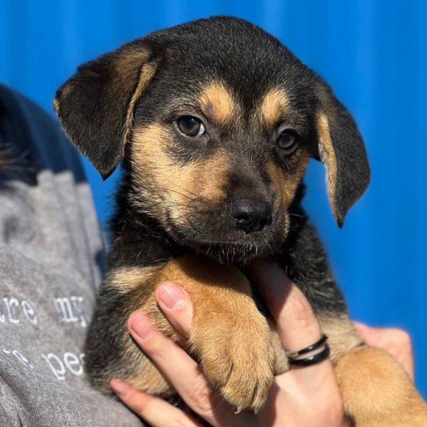 Щенок в добрые руки