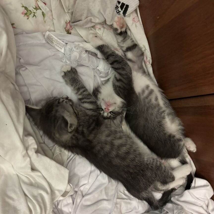 Котята в добрые руки