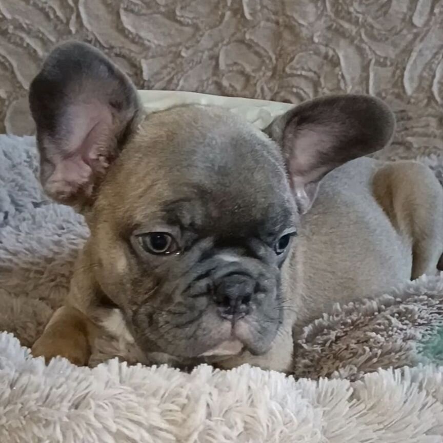 Щенок французского бульдога