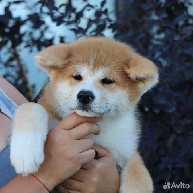 Малыш японской акита