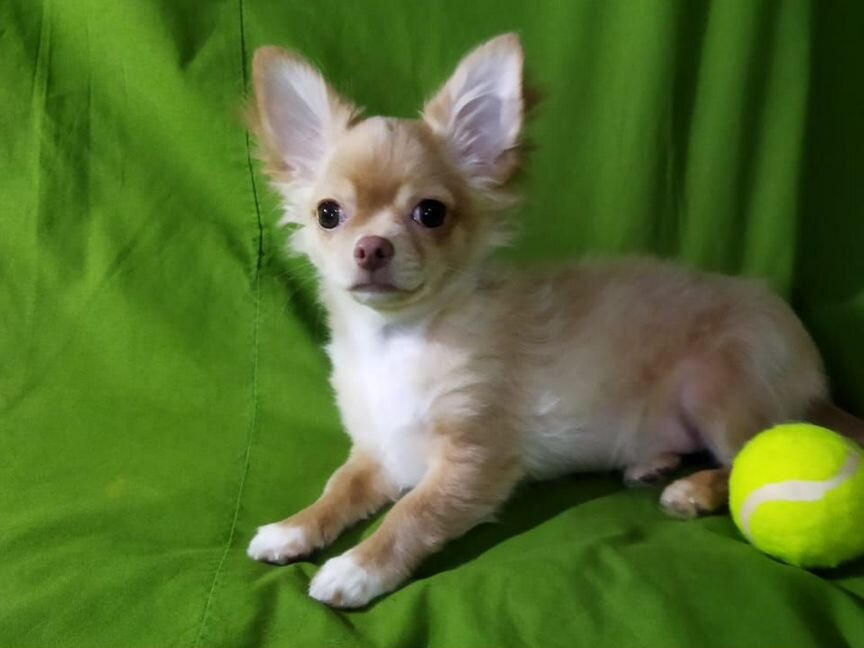 Собаки чихуахуа щенок