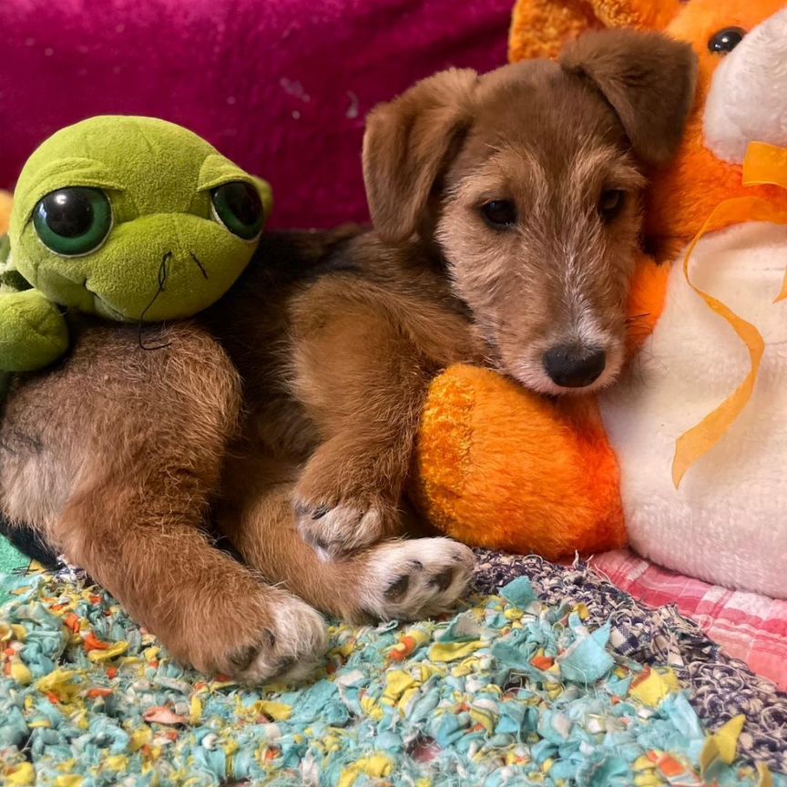 Метисс Джек-рассола терьера.Брошенец. Приют