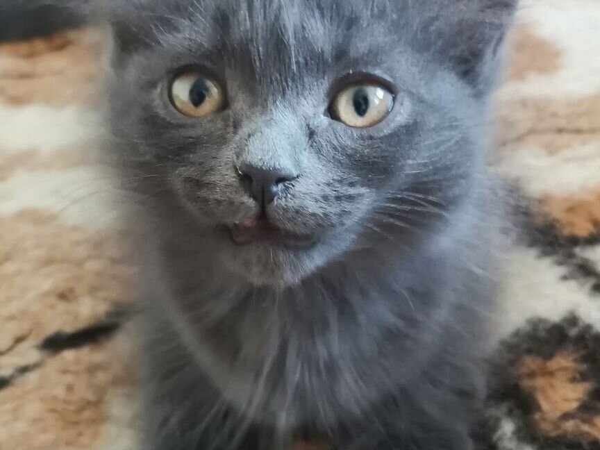 Котенок