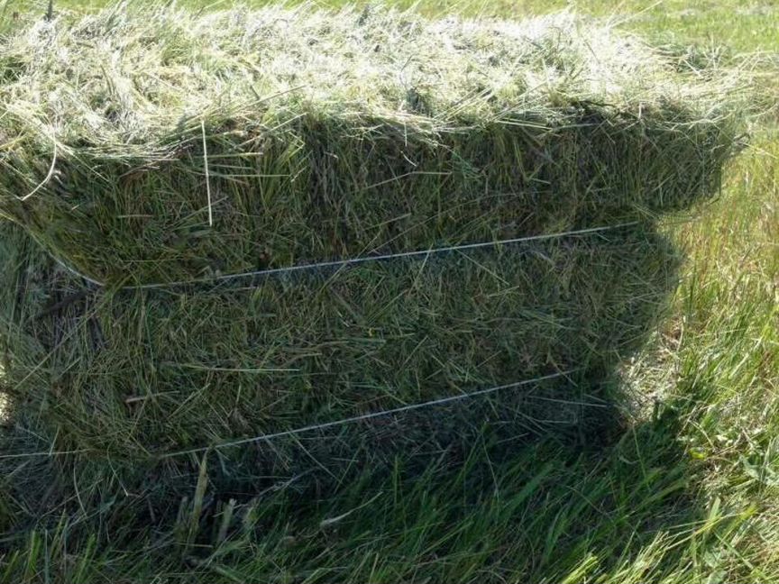 Продам сено в тюках 2023