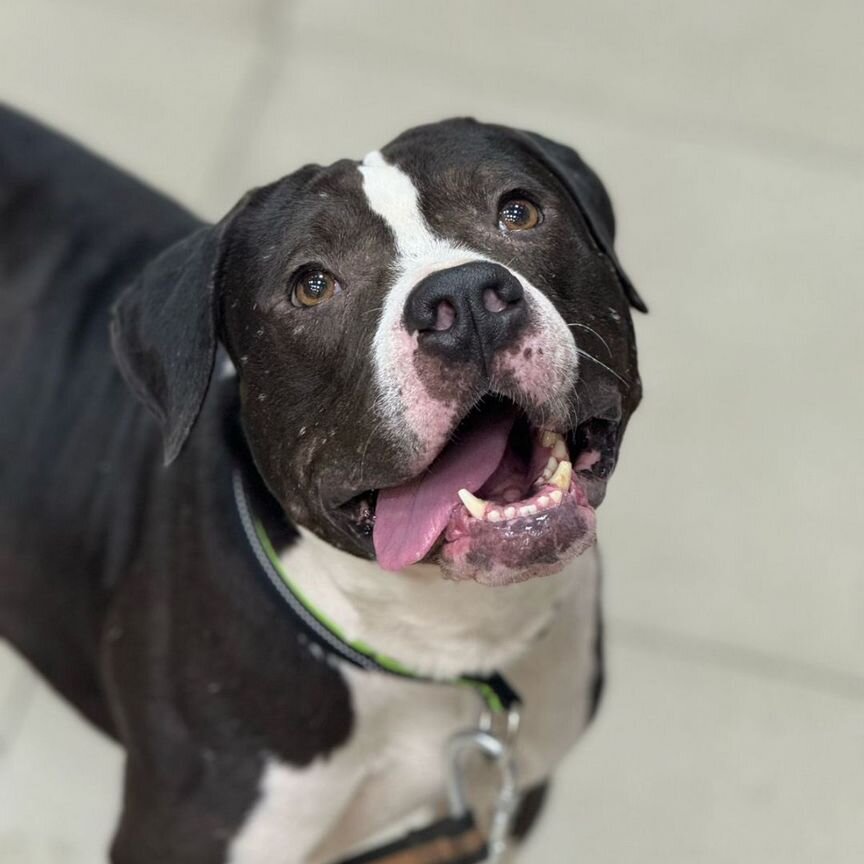 Стаф ищет дом