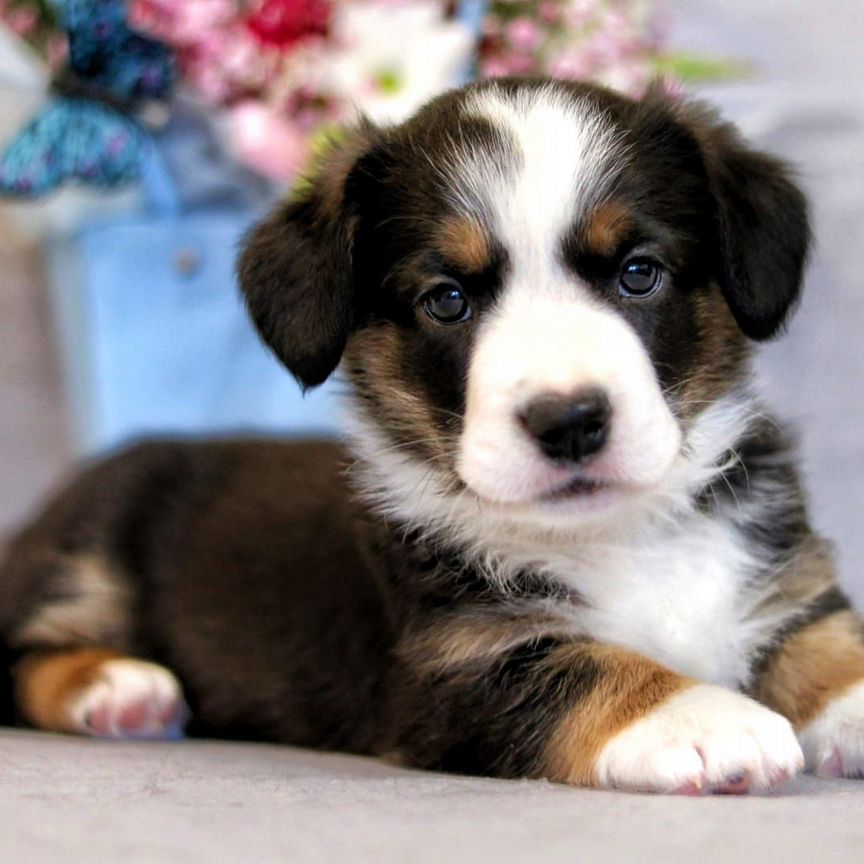 Вельш-корги кардиган щеночки девочки и мальчики