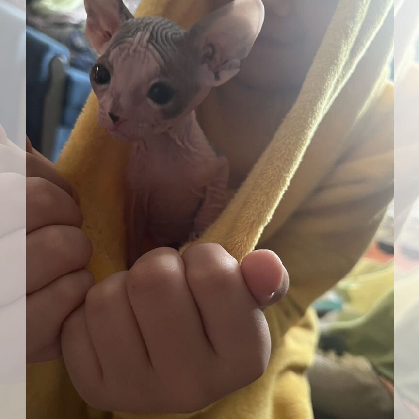 Котята сфинкс
