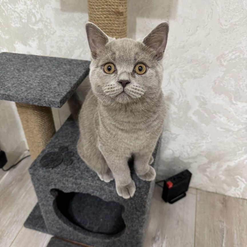 В добрые руки британец