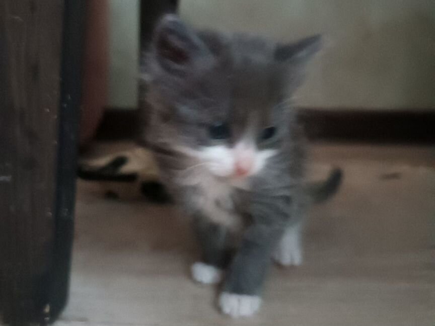 Отдам домашних котят (мальчики). Смотри видео