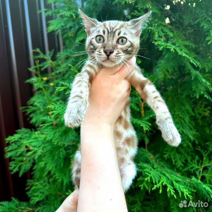 Малыш снежный минк