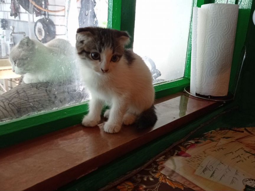 Котята отдам в добрые руки, бесплатно