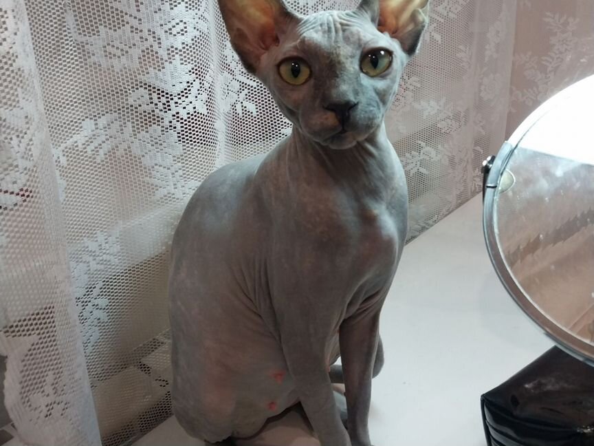 Ищем котика канадского сфинкса для вязки