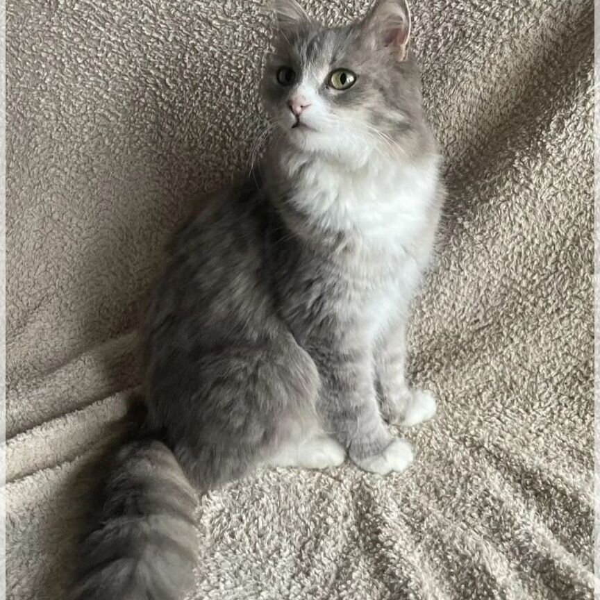 Взрослая, кошка в добрые руки