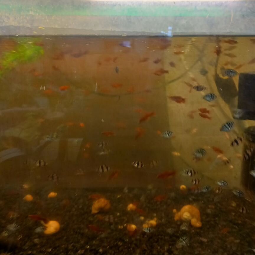 Продам рыбок