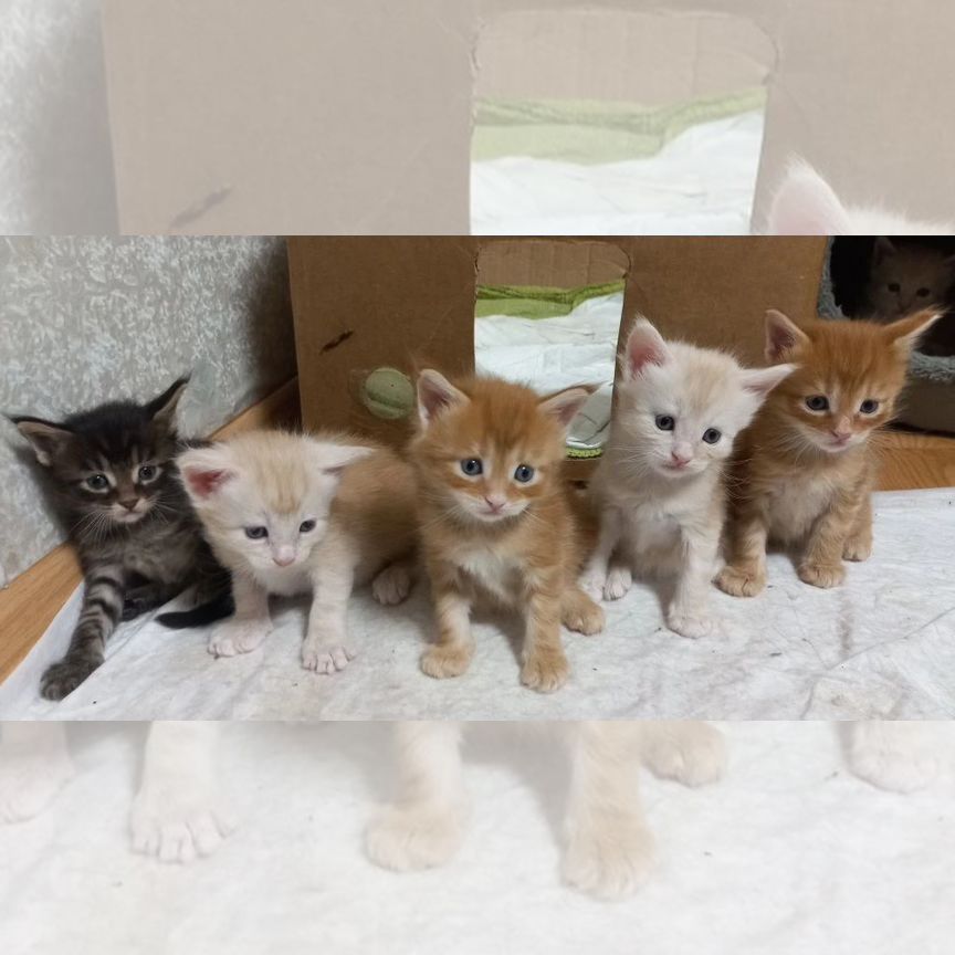 Мейн-кун котёнок