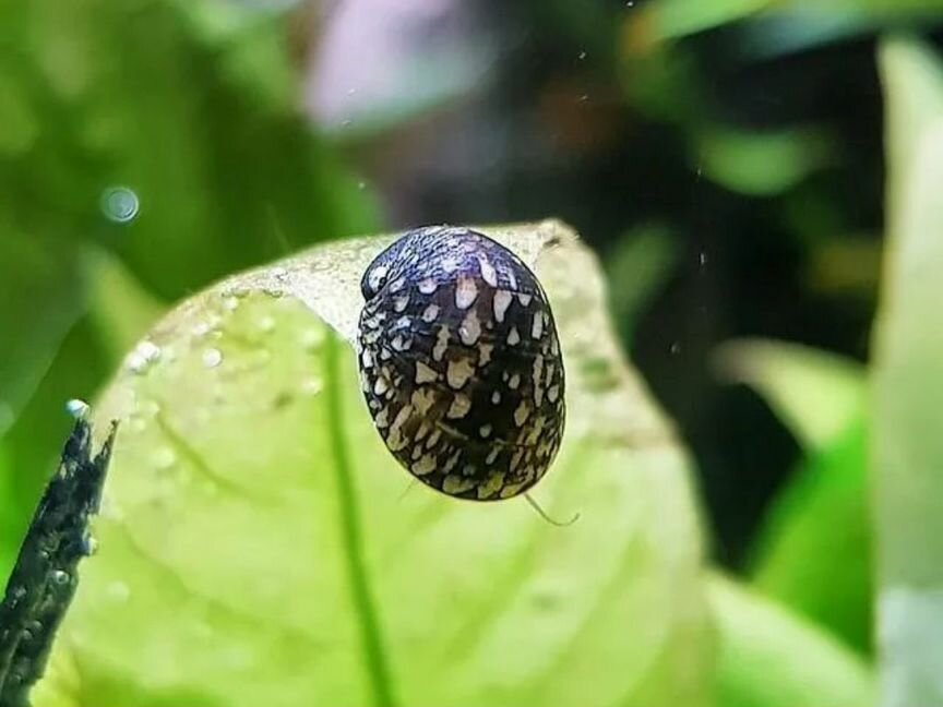 Улитка Теодоксус