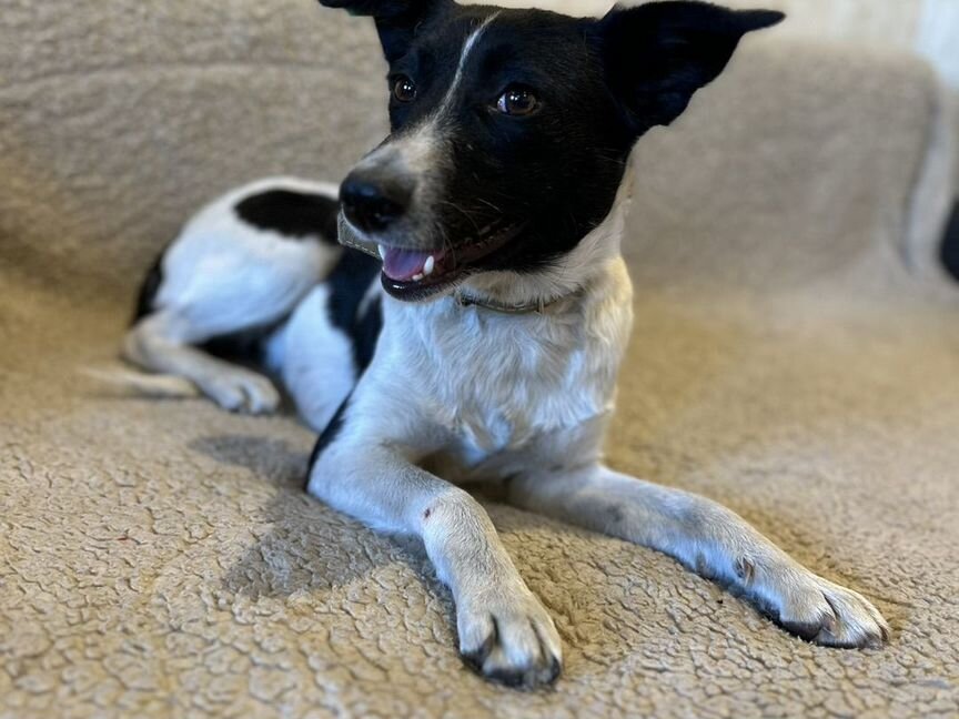 Маленькая собачка в добрые руки