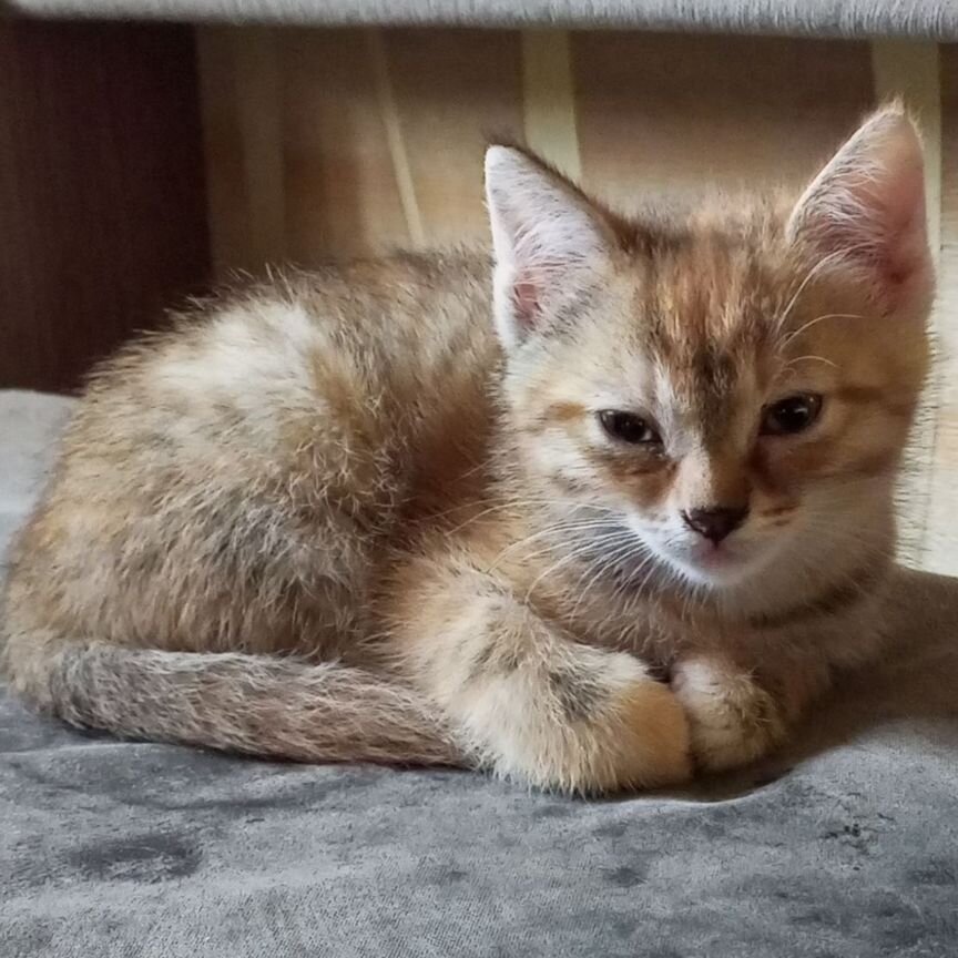Котята